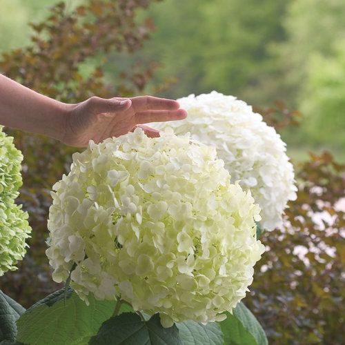 Hydrangea Arborescens Strong Annabelle - Drvenasta Hortenzija