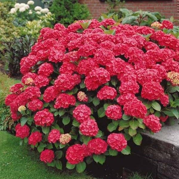 Hydrangea Macrophylla Alpengluhen - Hortenzija