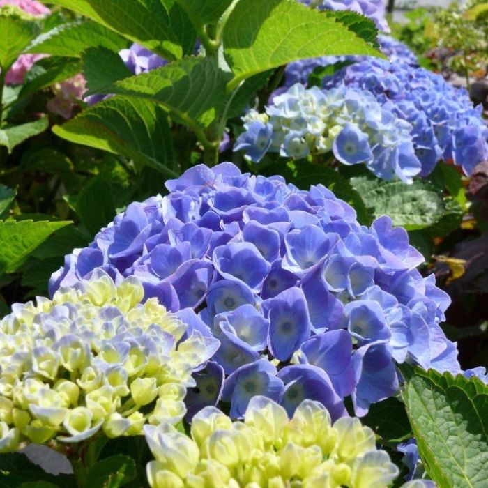 Hydrangea Macrophylla Bodensee - Hortenzija