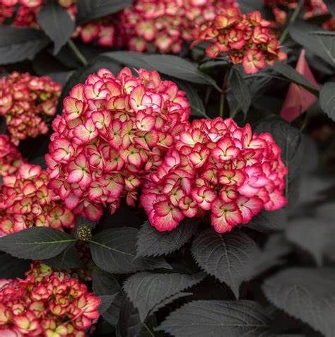 Hydrangea Macrophylla Eclipse Red - Zeljasta Hortenzija