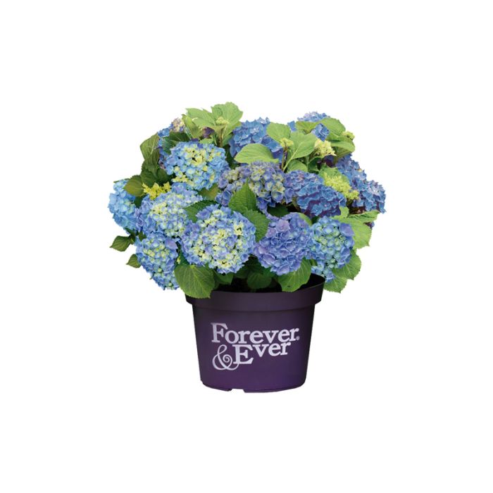 Hydrangea Macrophylla Forever & Ever Blue – Zeljasta Hortenzija