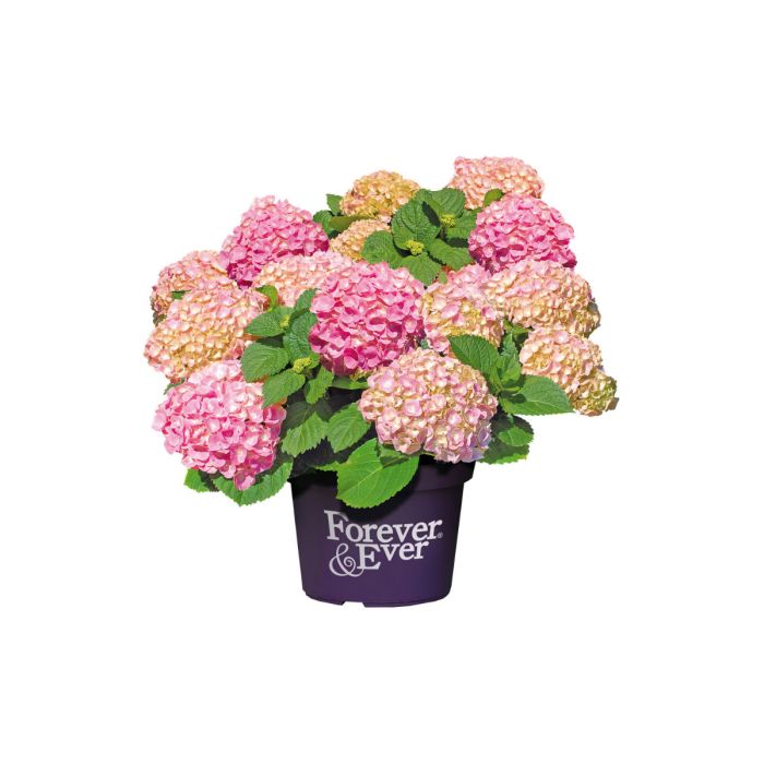 Hydrangea Macrophylla Forever & Ever Pink – Zeljasta Hortenzija