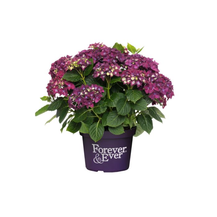 Hydrangea Macrophylla Forever & Ever Purple – Zeljasta Hortenzija