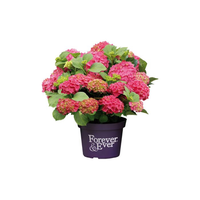 Hydrangea Macrophylla Forever & Ever Red– Zeljasta Hortenzija