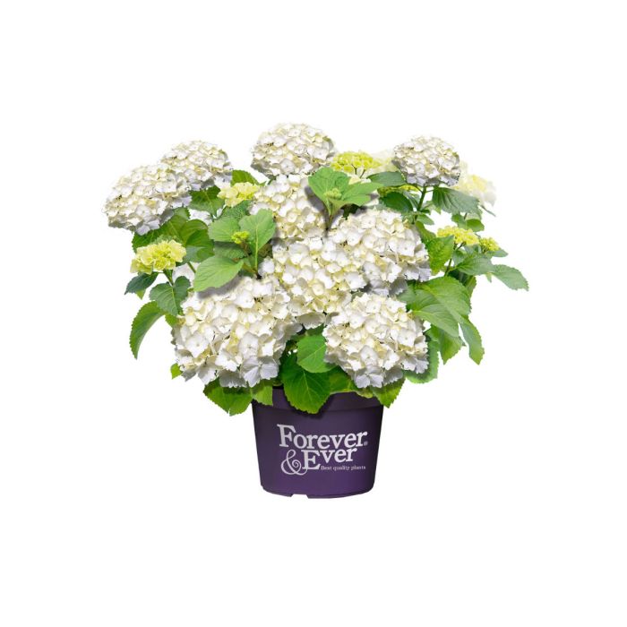 Hydrangea Macrophylla Forever & Ever White – Zeljasta Hortenzija