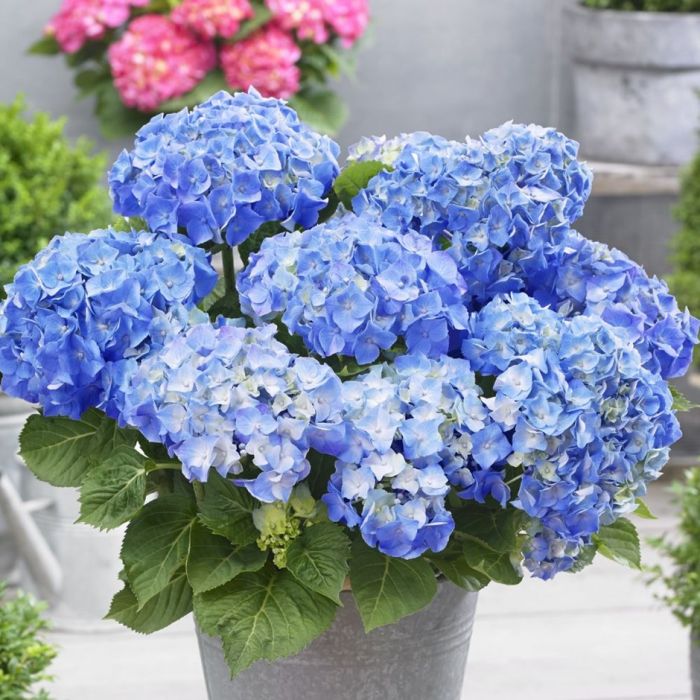 Hydrangea Macrophylla Little Blue - Hortenzija