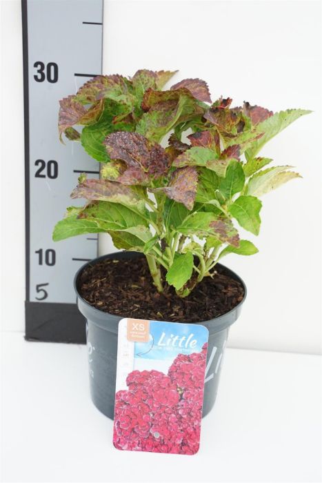 Hydrangea Macrophylla Little Red- Hortenzija