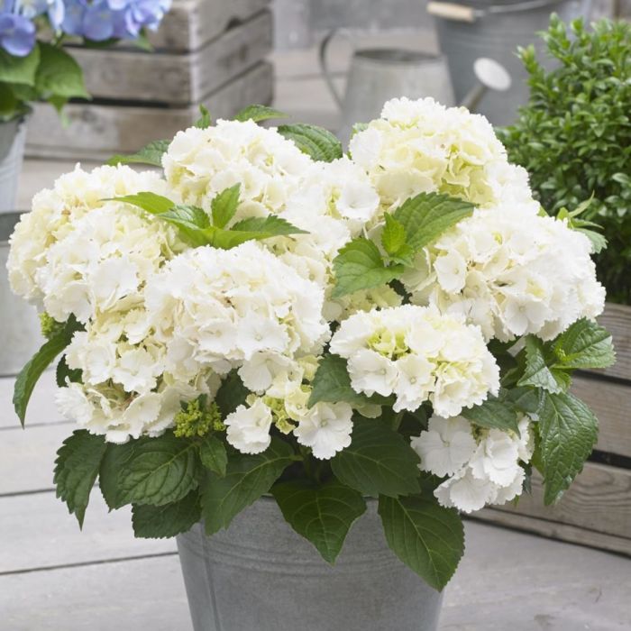 Hydrangea Macrophylla Little White - Hortenzija