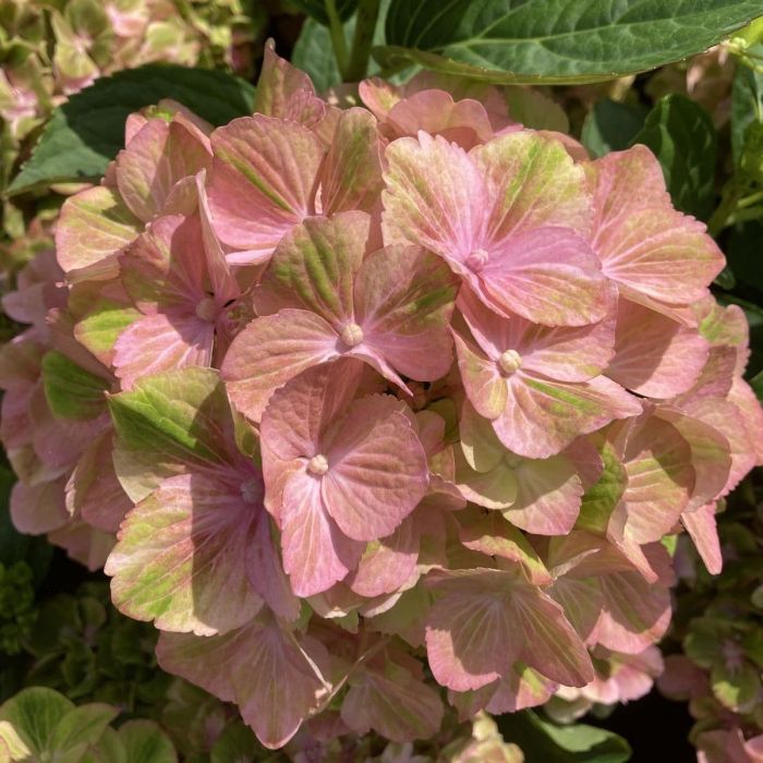 Hydrangea Macrophylla Rembrandt Bella Pesche - Hortenzija