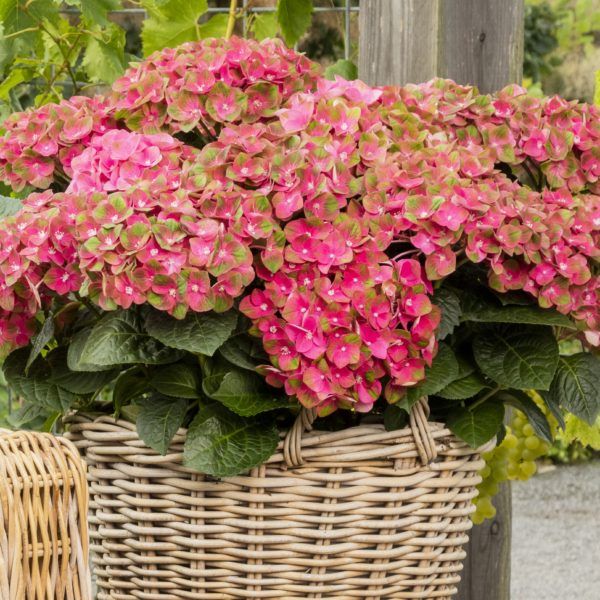 Hydrangea Macrophylla Rembrandt Rosso Glory - Hortenzija