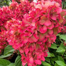 Hydrangea Paniculata Bloody Mary - Drvenasta Hortenzija