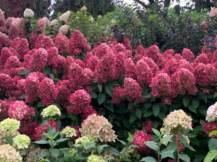 Hydrangea Paniculata Bonfire - Drvenasta Hortenzija