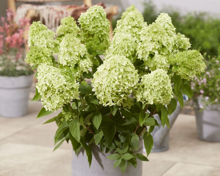 Hydrangea Paniculata Greenlight - Drvenasta Hortenzija Gardenlight kolekcija