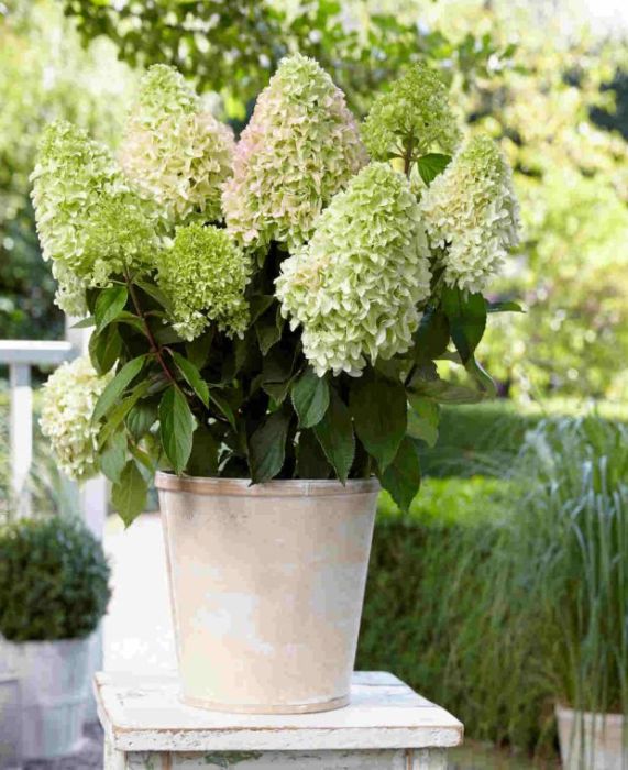 Hydrangea Paniculata Little Fresco - Drvenasta Hortenzija Mala Freska