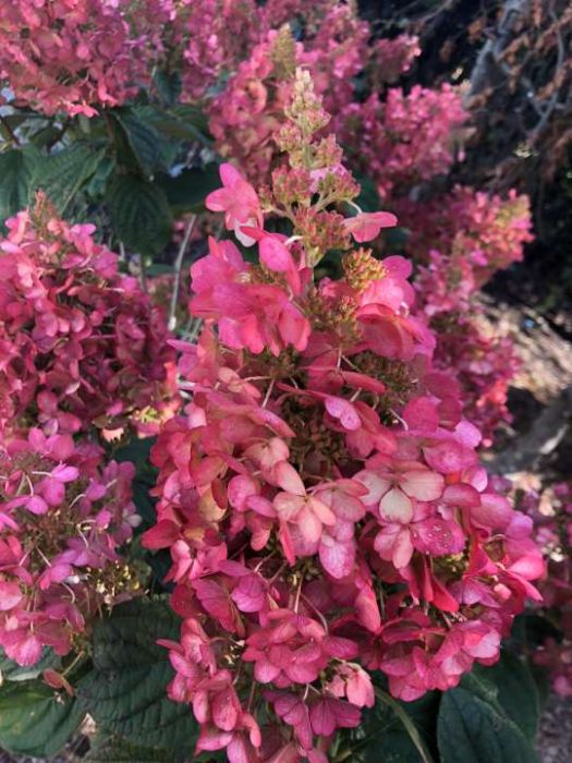 Hydrangea Paniculata Petite Lantern - Drvenasta Hortenzija