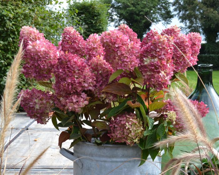 Hydrangea Paniculata Redlight - Drvenasta Hortenzija Gardenlight kolekcija