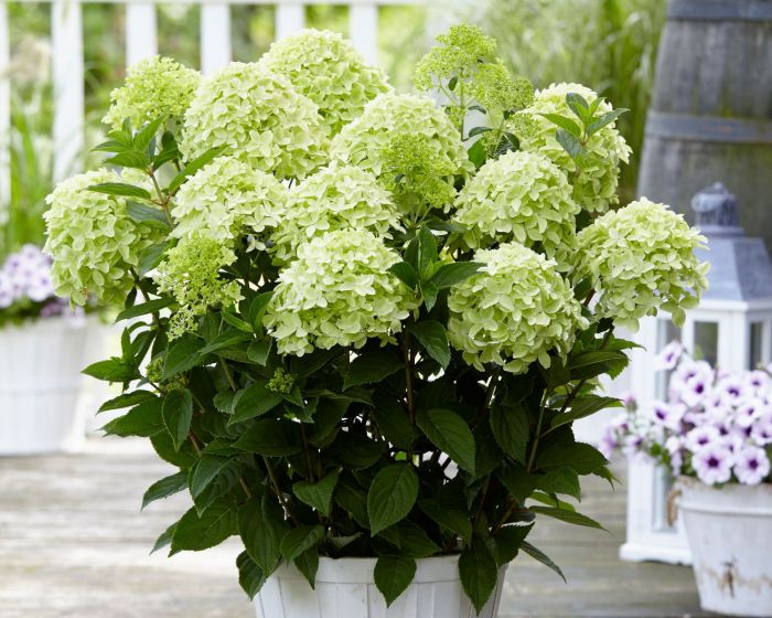 Hydrangea Paniculata Whitelight - Drvenasta Hortenzija Gardenlight kolekcija