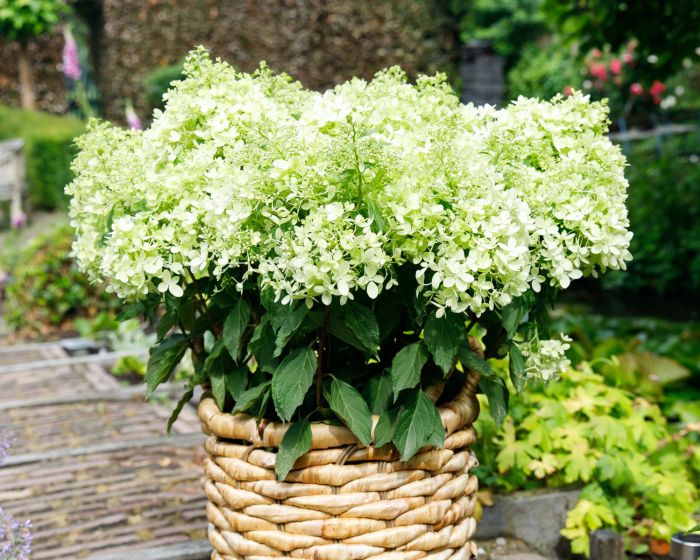 Hydrangea Paniculata XS-Light - Drvenasta Hortenzija Gardenlight kolekcija