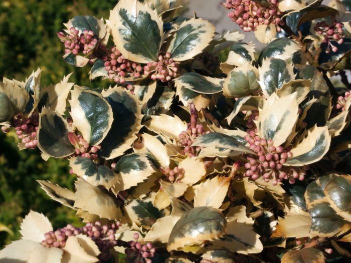 Ilex Meserveae Casanova - Božikovina