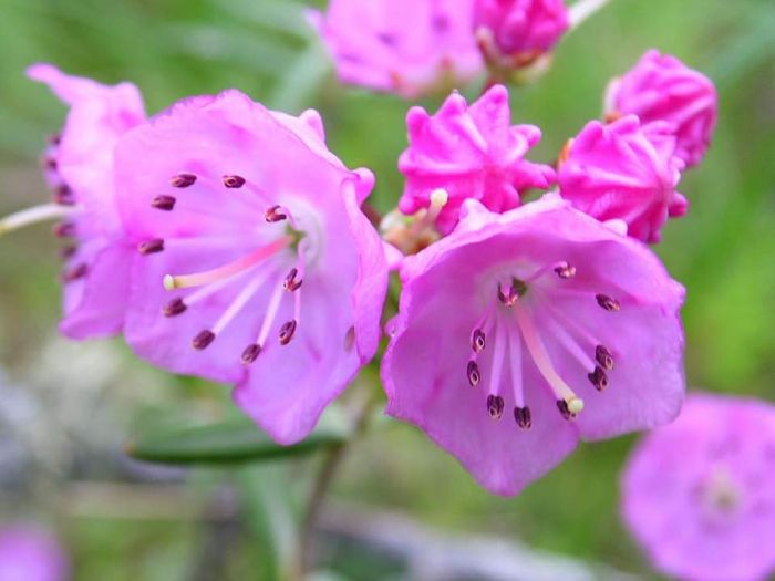 Kalmia Polifolia - Močvarni Lovor