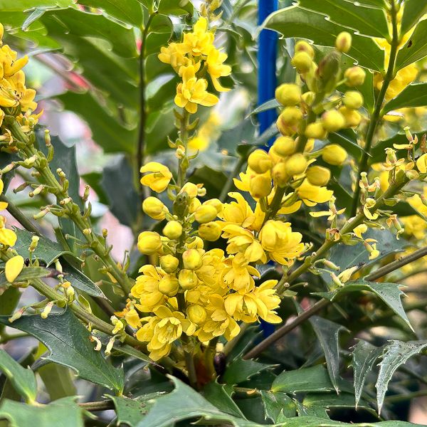 Mahonia Magical Winterfern - Mahonija