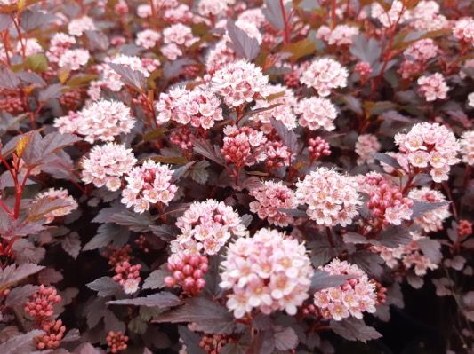 Physocarpus Opulifolius Little Joker - Fizokarpus