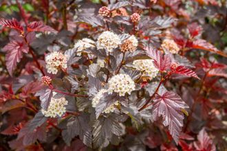 Physocarpus Opulifolius Schuch - Fizokarpus