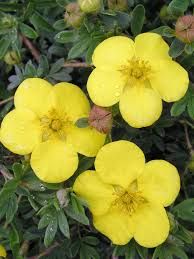 Potentilla Fruticosa Goldstar - Petoprsta,potentila