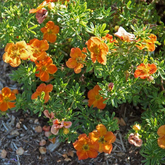 Potentilla Fruticosa Red Ace - Petoprsta