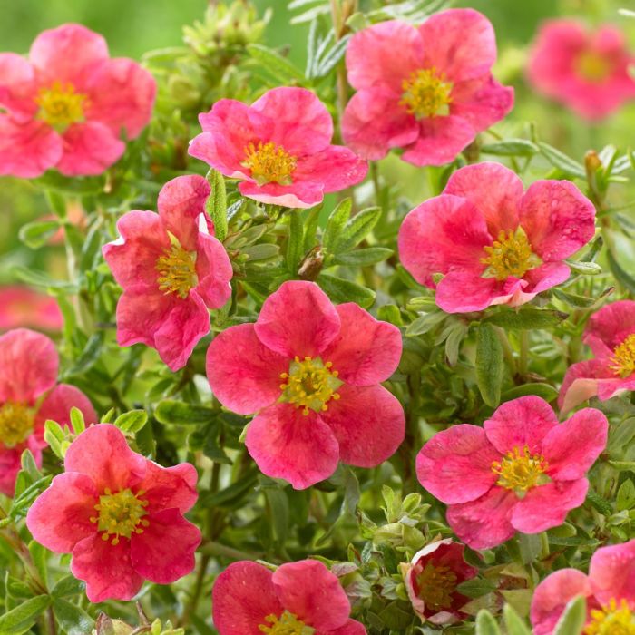 Potentilla Fruticosa Danny Boy - Petoprsta Pink