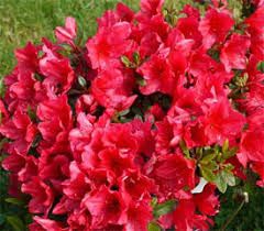 Rhododendron Arabesk - Azaleja