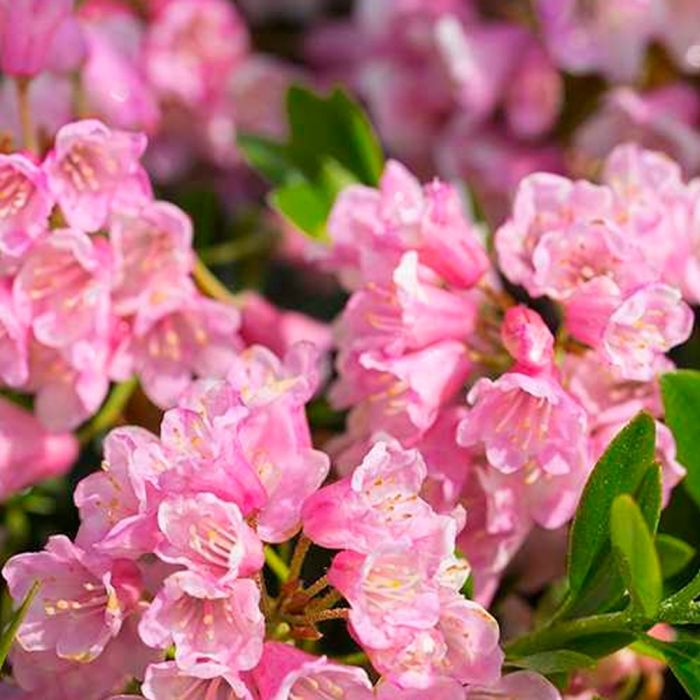 Rhododendron Bloombux Magenta - Rododendron