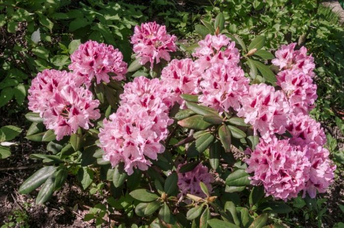 Rhododendron Cosmopolitan - Rododendron