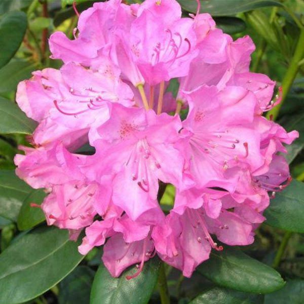 Rhododendron E. Roseum - Rododendron