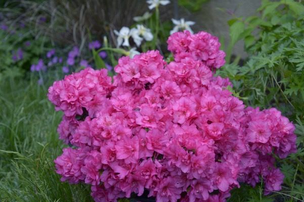 Rhododendron Flash Dance Pink - Japanska Azaleja