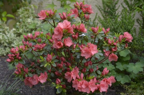 Rhododendron Flash Dance Salmon - Japanska Azaleja