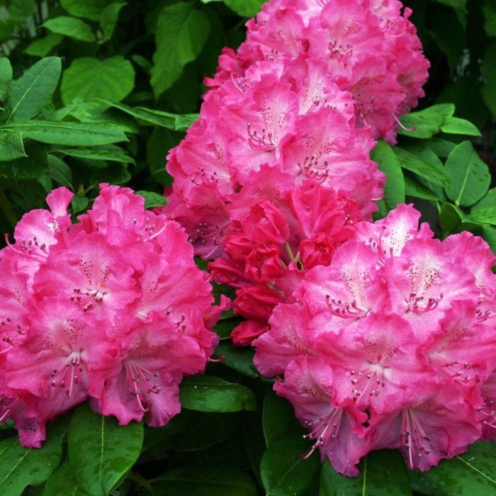 Rhododendron Germania - Rododendron