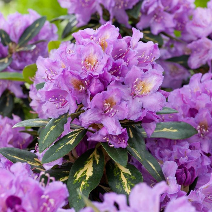 Rhododendron Goldflimmer - Rhododendron