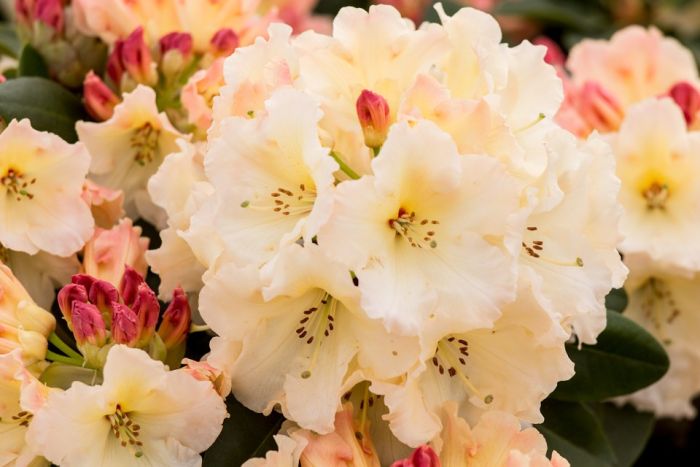 Rhododendron Horizon Monarch - Rododendron