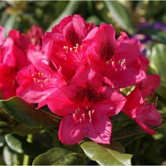 Rhododendron Nova Zembla - Rododendron