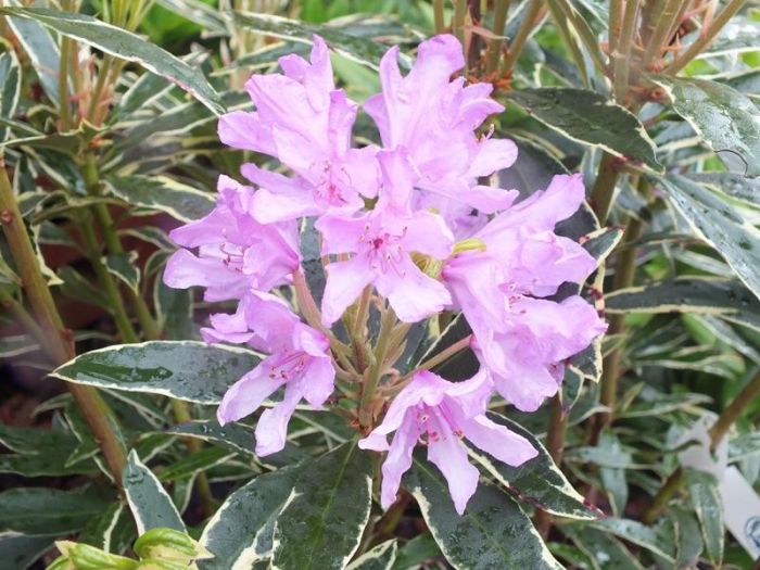 Rhododendron Ponticum Variegatum - Rhododendron