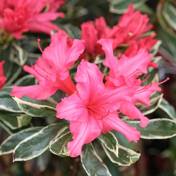 Rhododendron Silver Sword - Rododendron