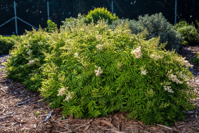 Sorbaria Sorbifolia Matcha Ball - Sorbaria