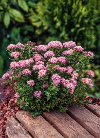 Spiraea Japonica Nana - Spirea