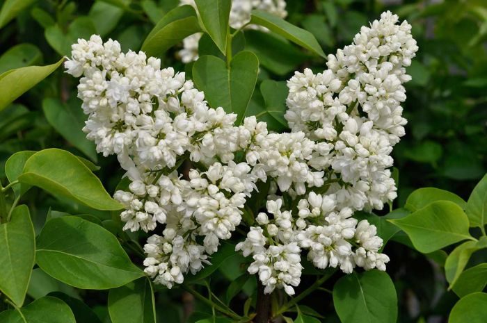 Syringa Souvenir De Alice Harding - Jorgovan