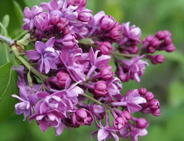 Syringa Vulgaris Adelaide Dunbar - Jorgovan