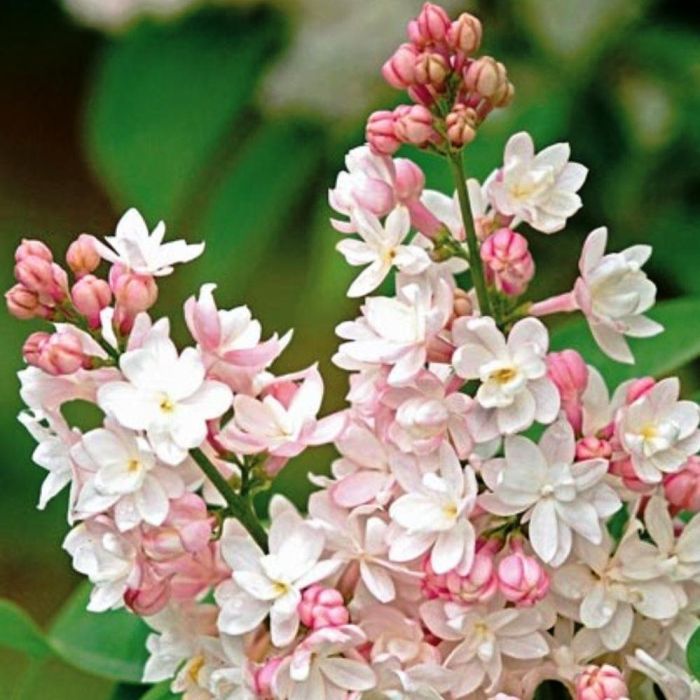 Syringa Vulgaris Beauty Of Moscow - Jorgovan