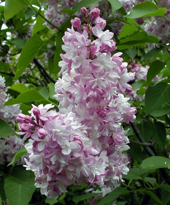 Syringa Vulgaris Madame Antoine Buchner - Jorgovan