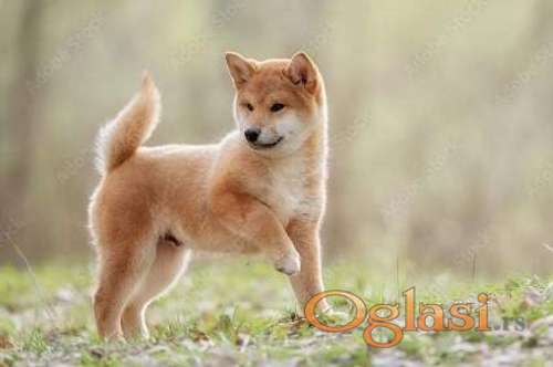 Akita inu i Shiba Inu