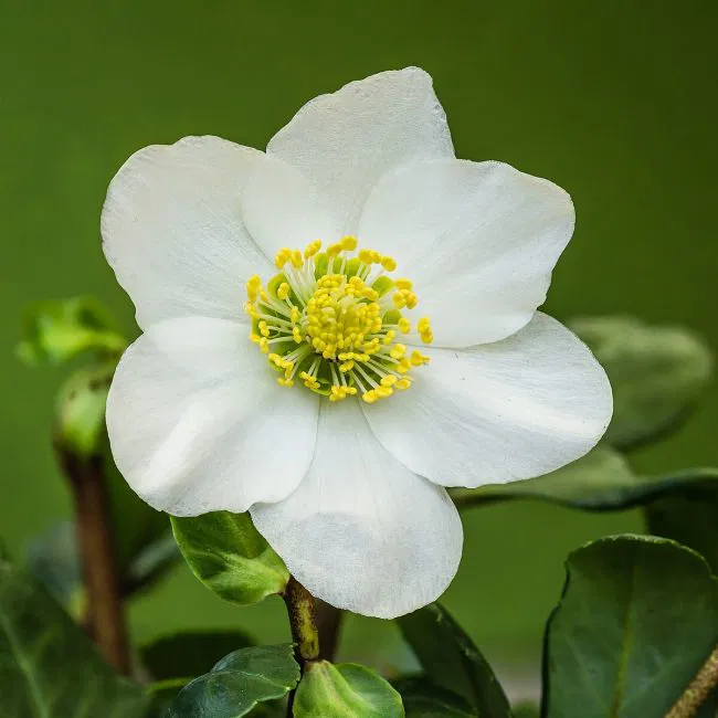 Helleborus Niger